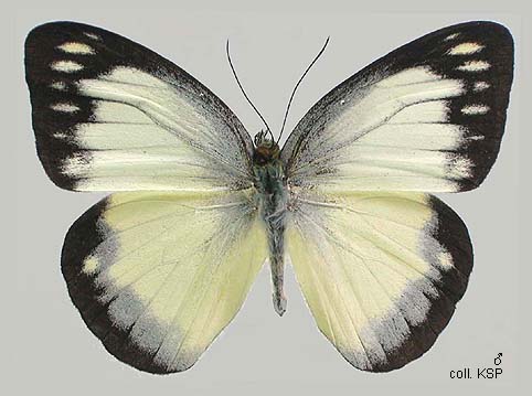 Papua Insects Foundation (Lepidoptera/Pieridae/Pierinae(Cepora perimale)